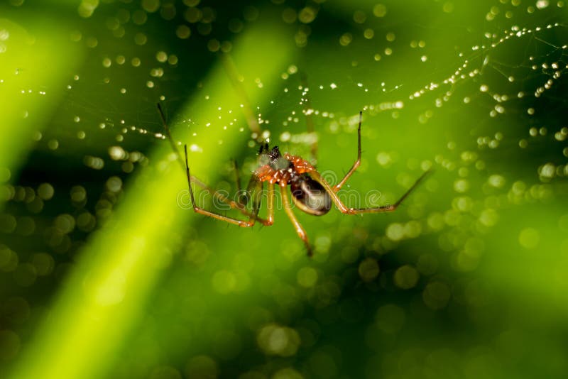 Little Spider on a Web with Water Drops Stock Image - Image of spider ...