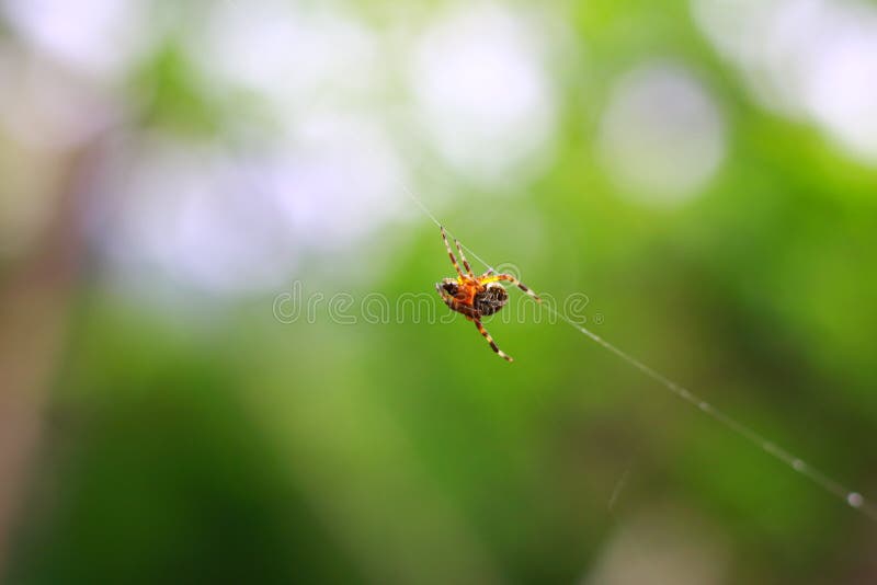 Little spider stock photo. Image of little, green, greenbackground ...