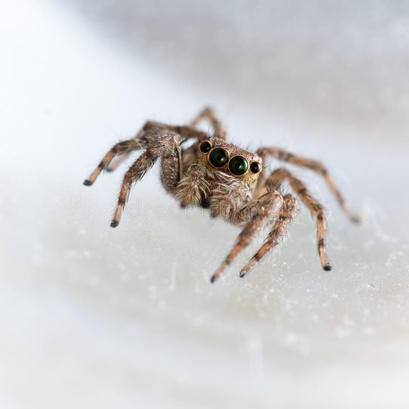 The little spider stock image. Image of environment, eyes - 68491699