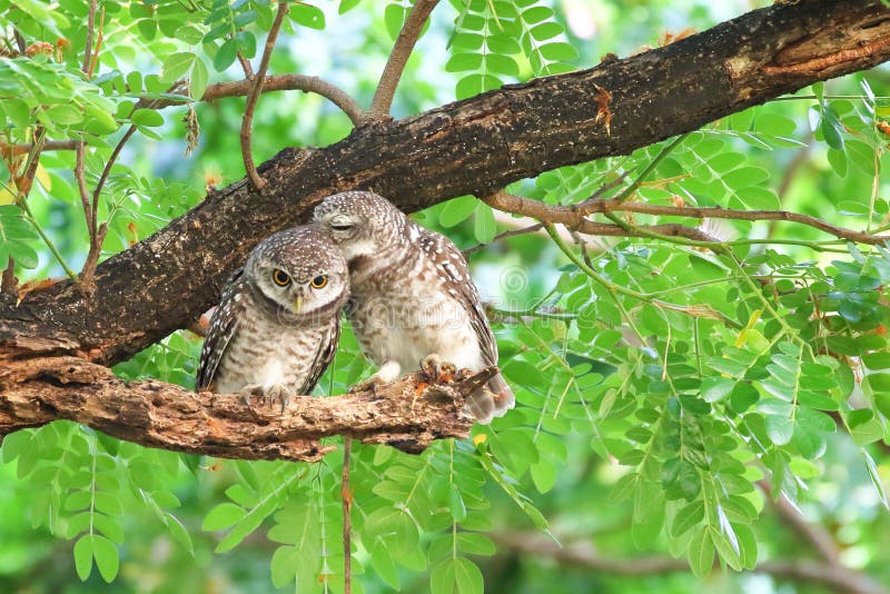Little Spotted Owlet Perched on a Branch in Tropical Forest. Stock ...