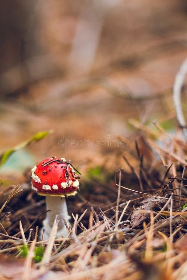 Little Spotted Toadstools in Forest Stock Image - Image of biology ...