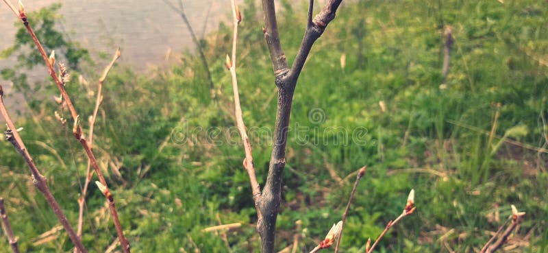 Little sprig stock image. Image of sprig, nature, lake - 149443341