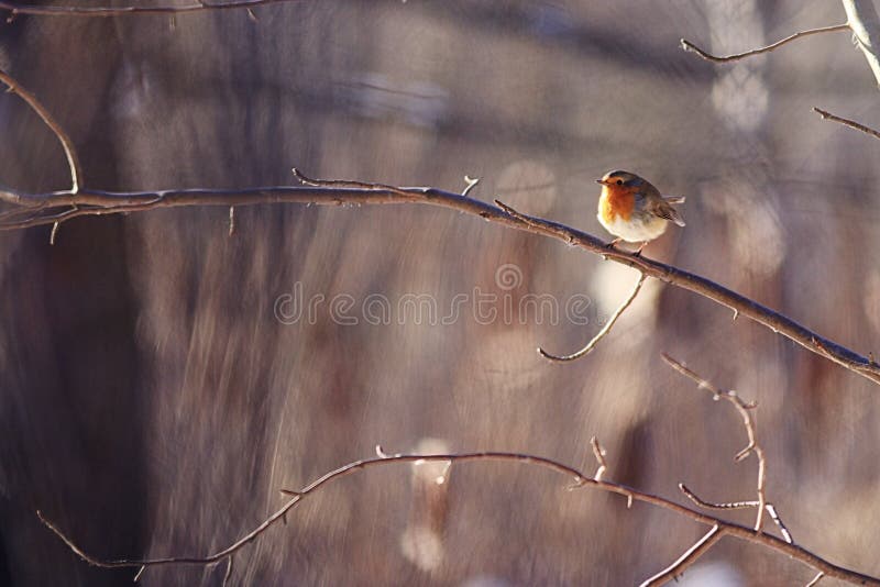 Little spring bird stock photo. Image of robin, redbreast - 69100210