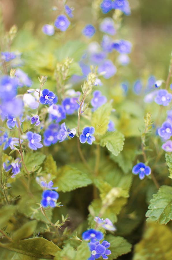 Little Spring Blue Veronica Flowers Bloom Outdoors Stock Photo - Image ...