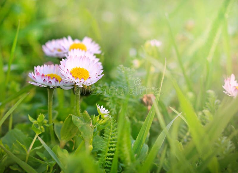 Little spring daisy stock photo. Image of fresh, freshness - 37479678