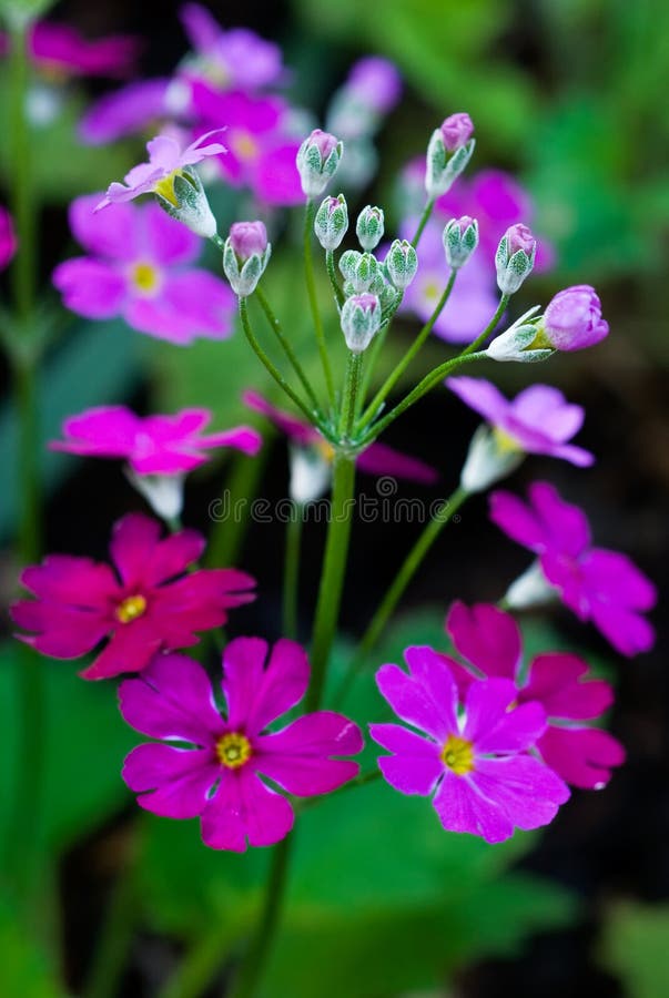 Little Spring Flowers Close-up Stock Image - Image of lush, botany ...