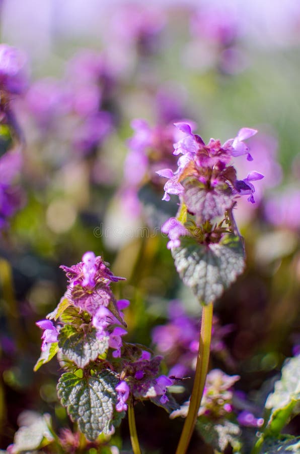 Little Spring Flowers Outdoors for Background Stock Photo - Image of ...