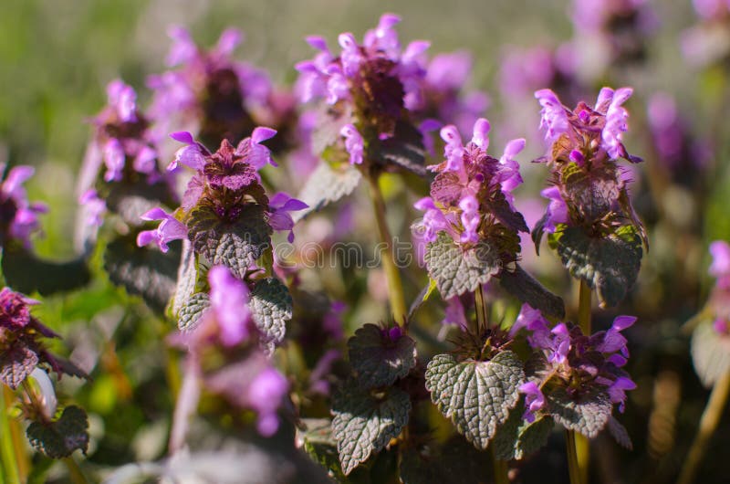 Little Spring Flowers Outdoors for Background Stock Photo - Image of ...