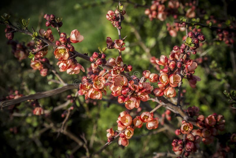 Little Spring Flowers stock photo. Image of beauty, bloom - 114717112