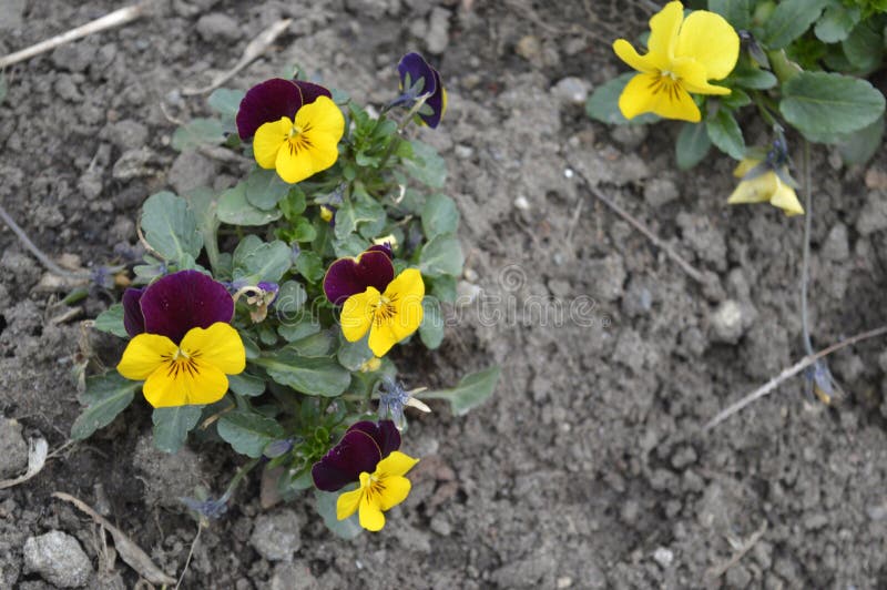 Little spring flowers stock image. Image of purple, colors - 68545455