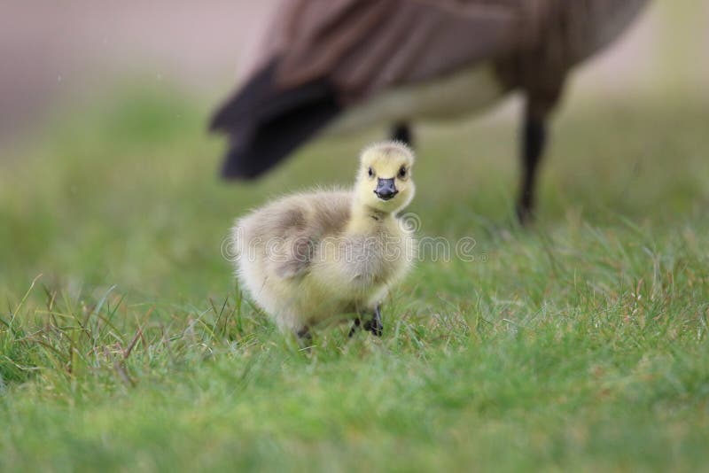 Canadian Goose with Chicks, Geese with Goslings Walking in Green Grass ...