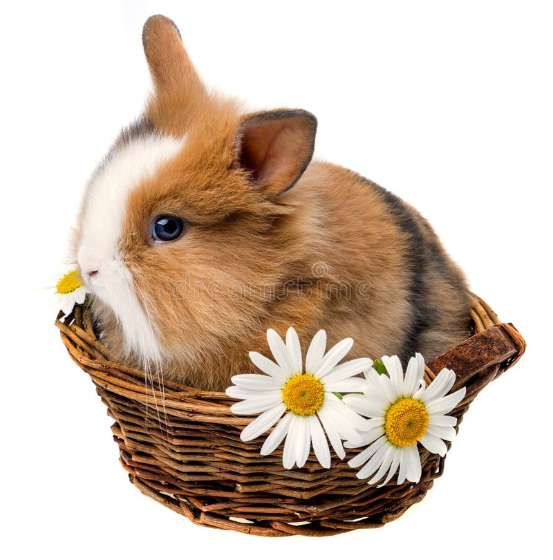 Little Spring Rabbit in a Basket Stock Image - Image of easter, cute ...