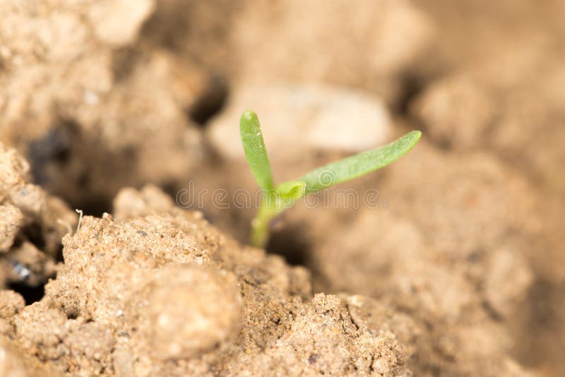 Little Sprout in the Ground in Nature Stock Image - Image of ecology ...