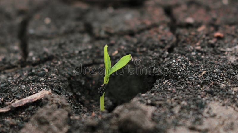 Little Sprout of a Tree on Moss Isolated on White Stock Photo - Image ...