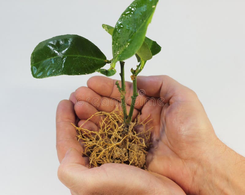 Little sprout tree stock photo. Image of sprout, atmosphere - 65463984