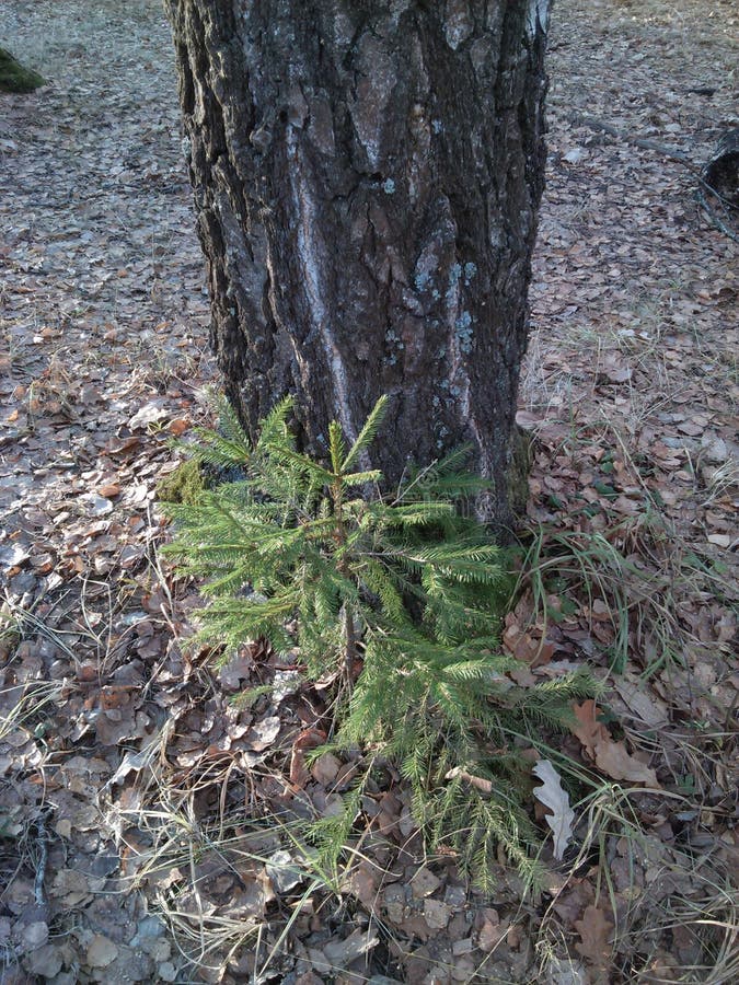 Little spruce stock photo. Image of tree, foliage, trunk - 49800626