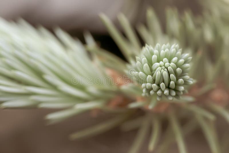 Little Spruce Fresh Spikes Opening Retro Style Stock Image - Image of ...