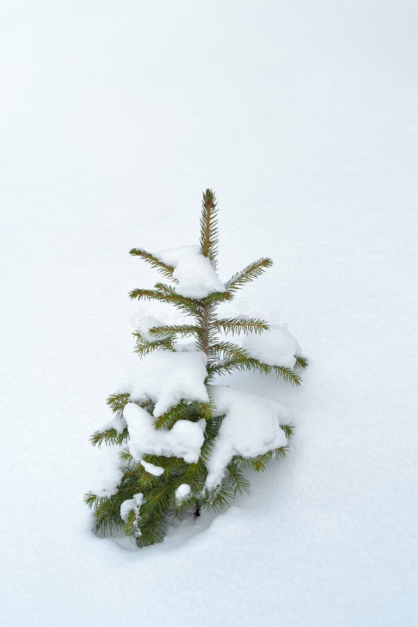 Spruce in the snow stock photo. Image of spruce, three - 111187112