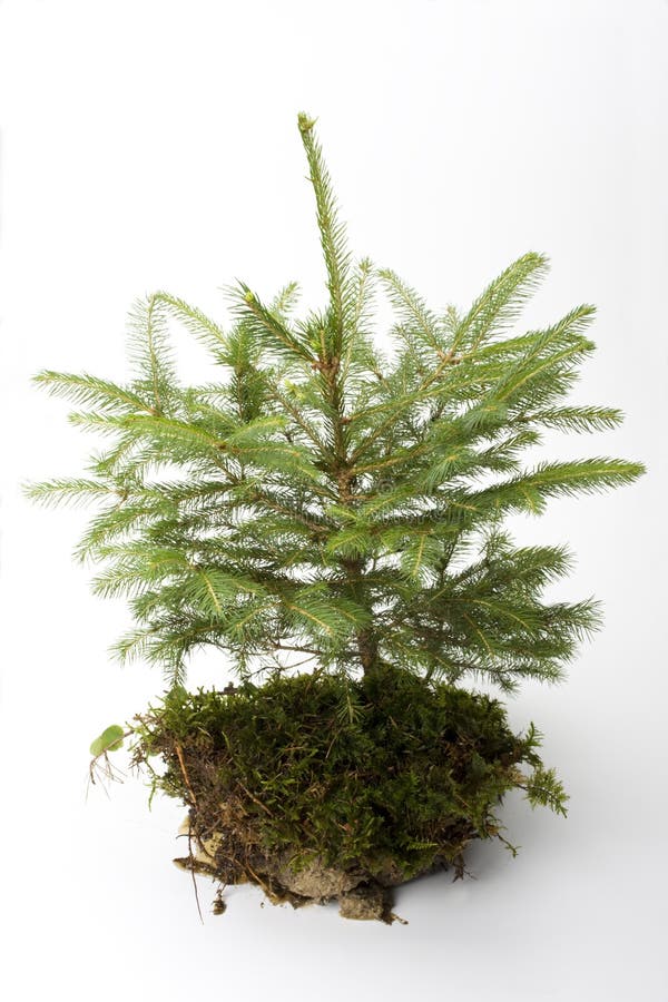 Little spruce tree stock image. Image of space, shape - 5878587