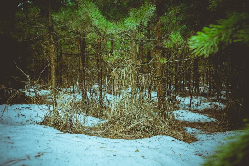 Little Spruce Trees Retro stock image. Image of young - 97005437