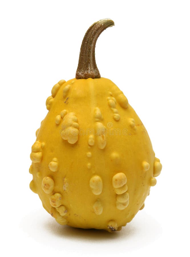 Little squash stock photo. Image of diet, yellow, vegetables - 6692322