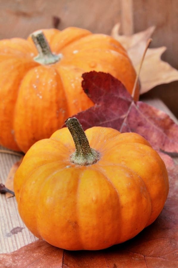 Little Squash Jack Be Little Stock Image - Image of thanksgiving, fall ...