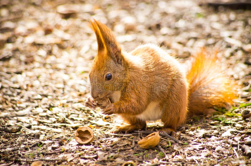 Little squirrel stock photo. Image of beauty, creature - 25071128