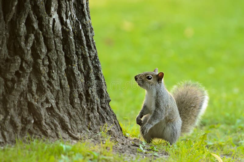 Little Squirrel stock image. Image of little, animal - 25692753