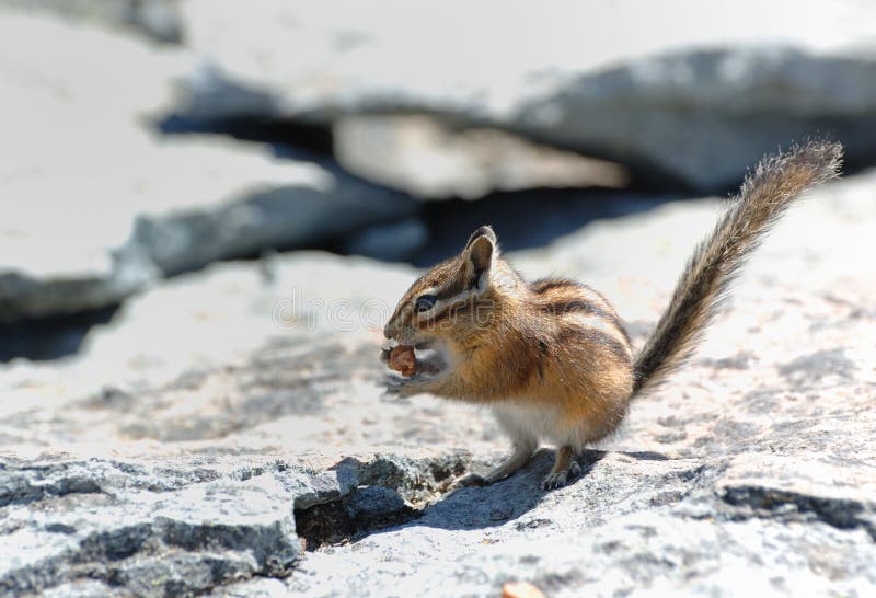 Little Squirrel stock image. Image of wild, squirrel, tail - 2940977