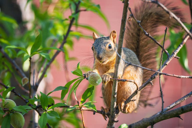 Little Squirrel Eating Peach Tree Fruit Stock Image - Image of green ...