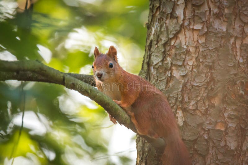 Little Squirrel in the Forest on a Tree. Photo Hunting Rest in the ...