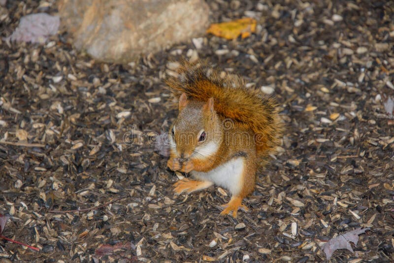 Little Squirrel on on the Ground Stock Photo - Image of beauty, rodent ...