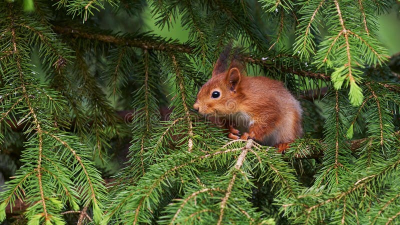 Little Squirrel Hid among the Branches of a Tree Stock Photo - Image of ...