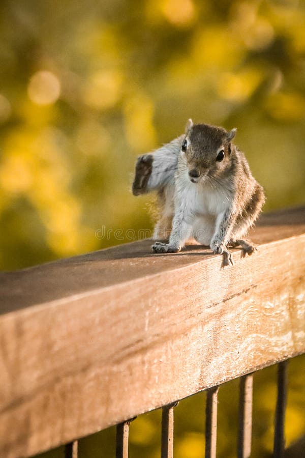 Squirrel in the action stock photo. Image of season, walnuts - 50559362