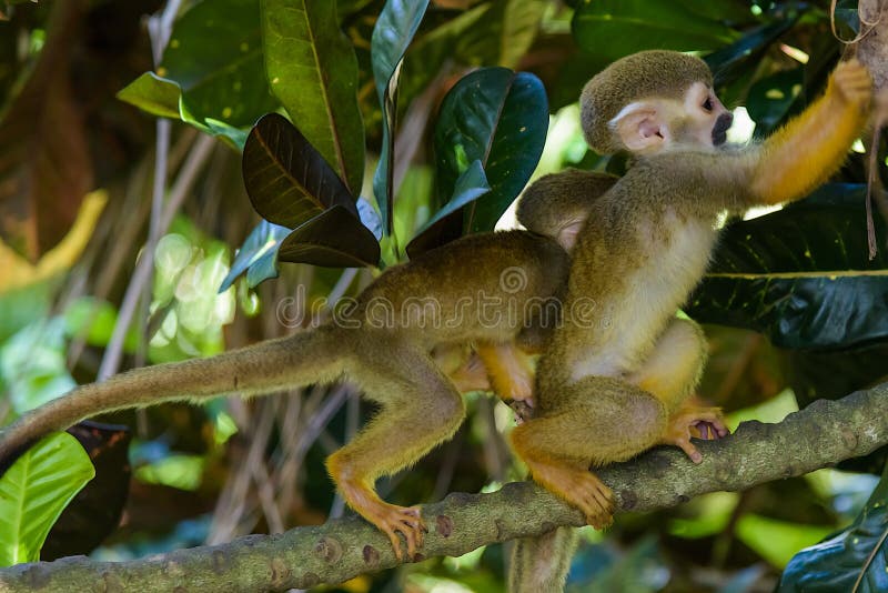Squirrel Monkey in the Park Stock Photo - Image of funny, animal: 162916256
