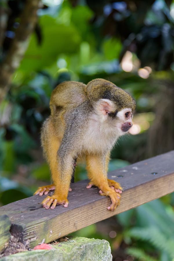 Squirrel Monkey in the Park Stock Image - Image of primate, face: 162917957