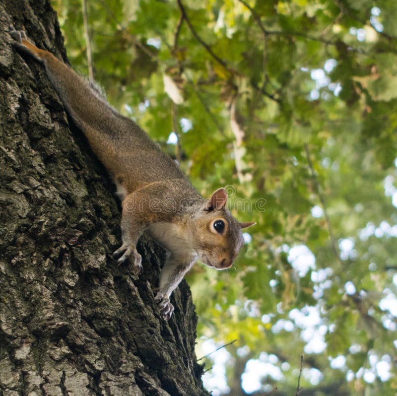 Little Squirrel Playing in the Park Stock Photo - Image of background ...
