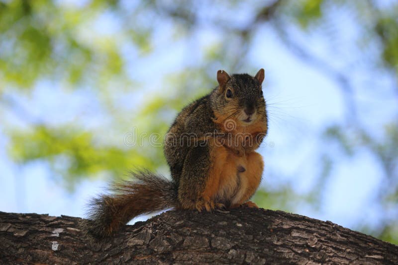 A Little Squirrel Posing for the Camera Stock Photo - Image of cute ...