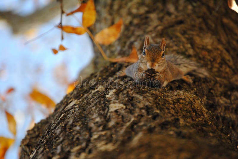 Little Squirrelly stock photo. Image of squirrel, eating - 141504496