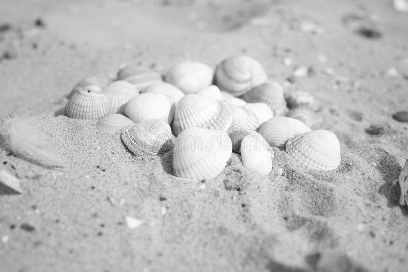 Broken Clam Shells Stock Photos - Free & Royalty-Free Stock Photos from ...