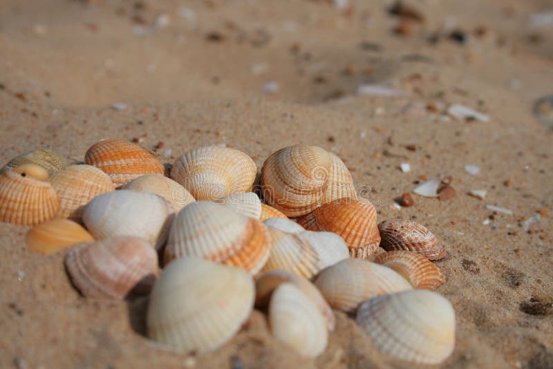Stack of sea shells stock image. Image of background - 115350577