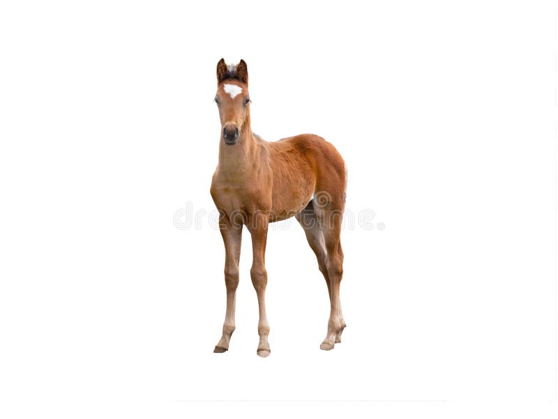 Little Stallion Isolated on White Background Stock Image - Image of ...