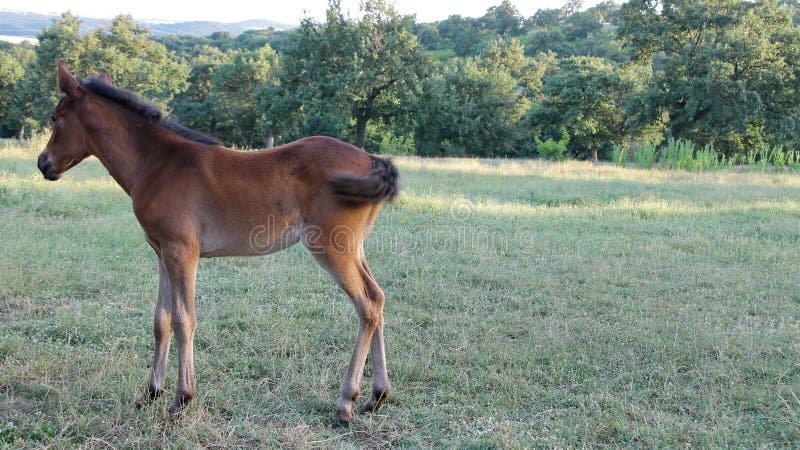 The little Stallion stock image. Image of friend, dream - 97614371