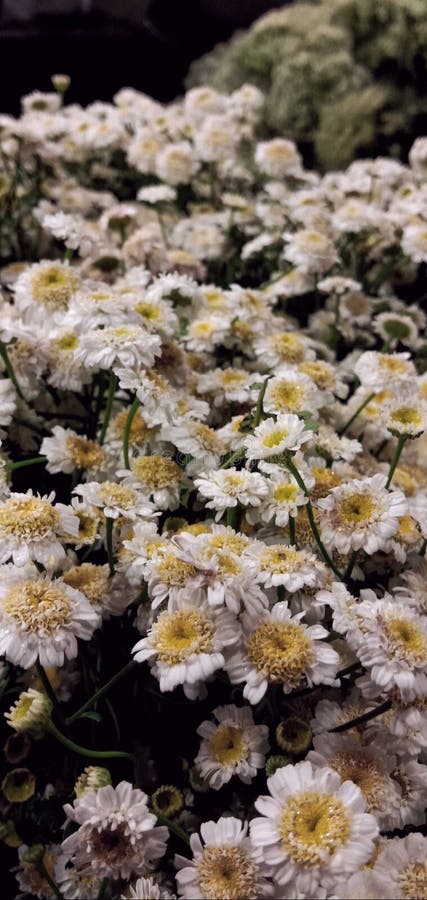 A little star flower stock image. Image of little, leaf - 221935769