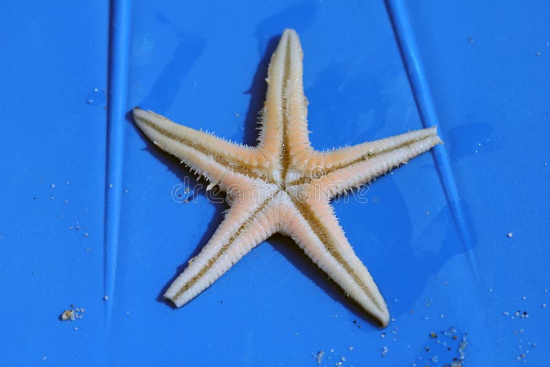 Live cute starfish stock image. Image of evening, sunset - 237476195