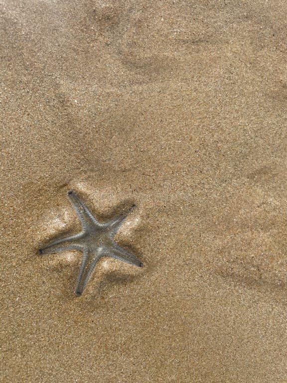 Little starfish on sand stock photo. Image of brown - 212379602