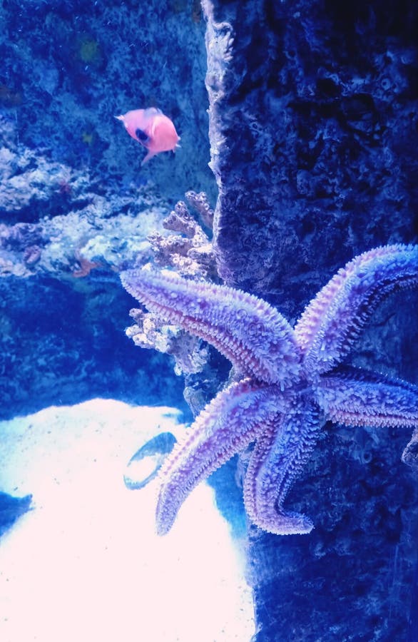 Little Starfish stock image. Image of reef, underwater - 232504215