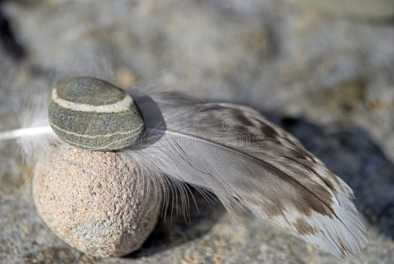 Little Still Live on the Beach with Pebble and Feather Stock Image ...