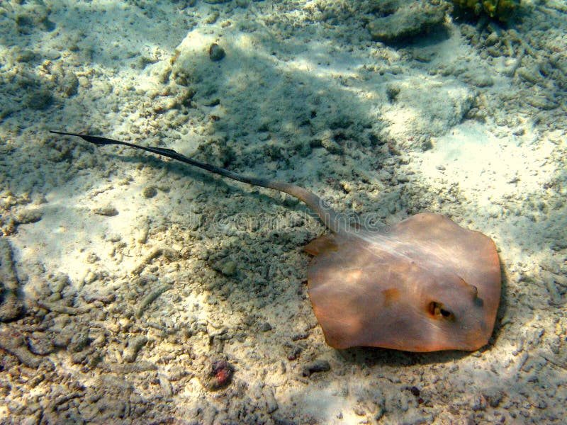 Common stingray stock photo. Image of snorkeling, marine - 4680870