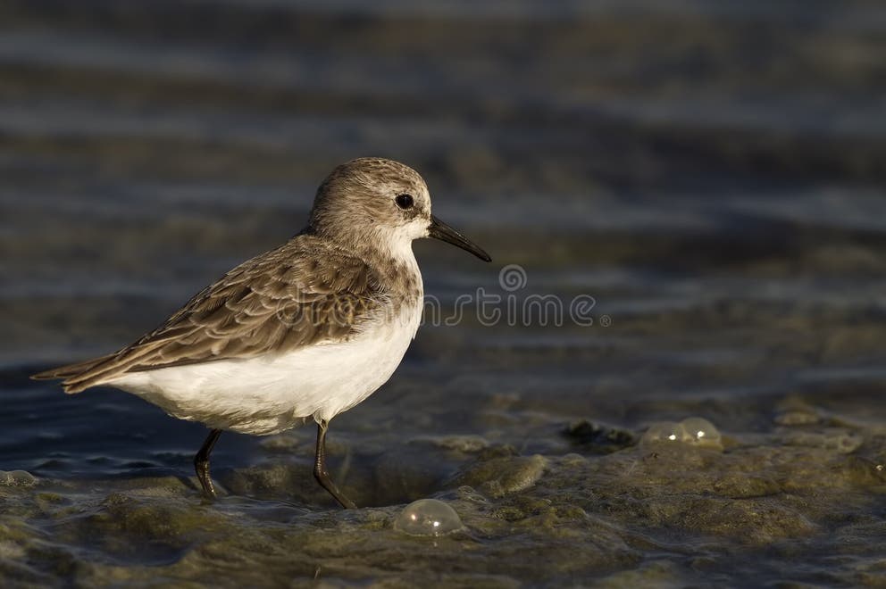 Little Stint stock photo. Image of stint, beak, bird - 27873580